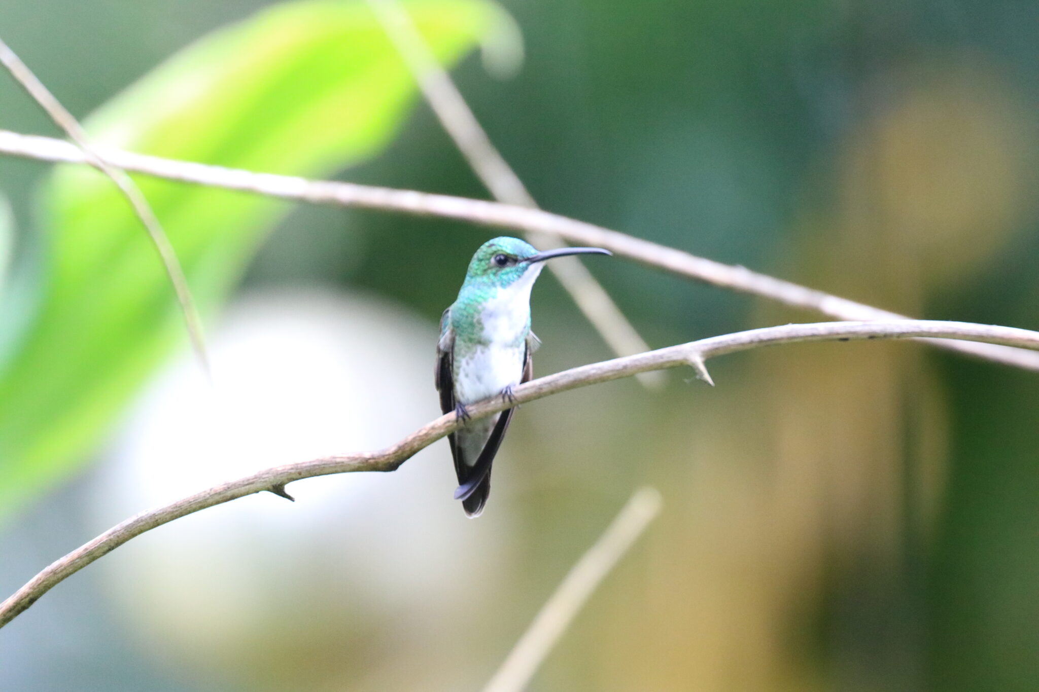 White-chested Emerald | Great Bird Pics