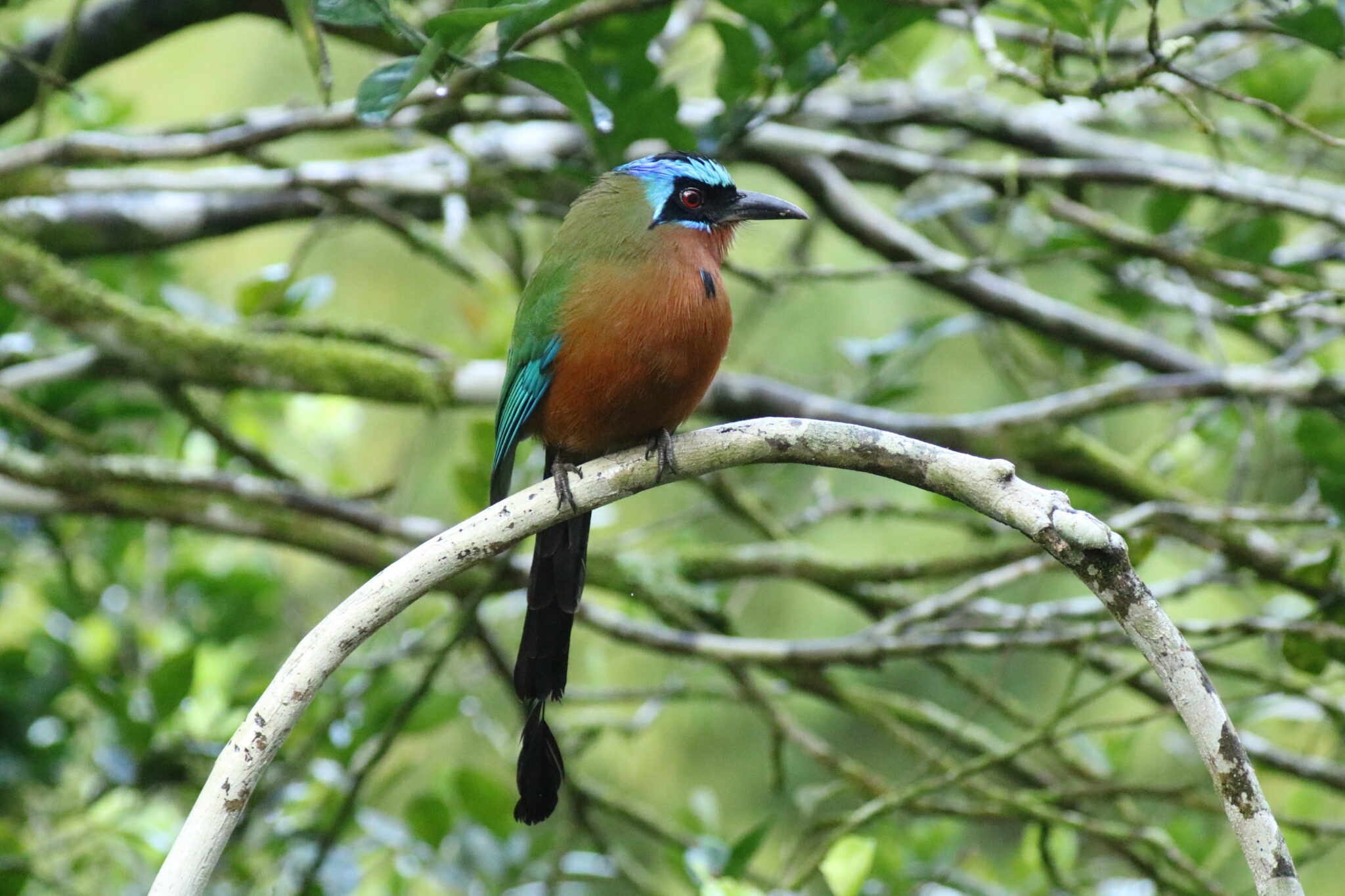 Trinidad Motmot | Great Bird Pics