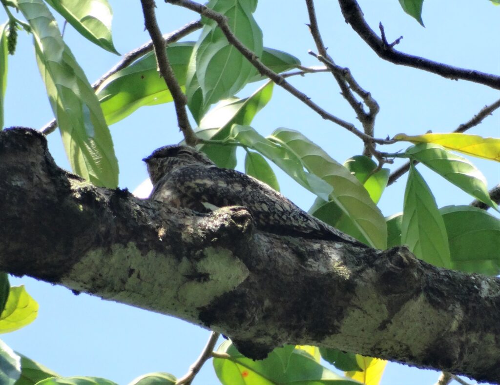 Lesser Nighthawk | Great Bird Pics