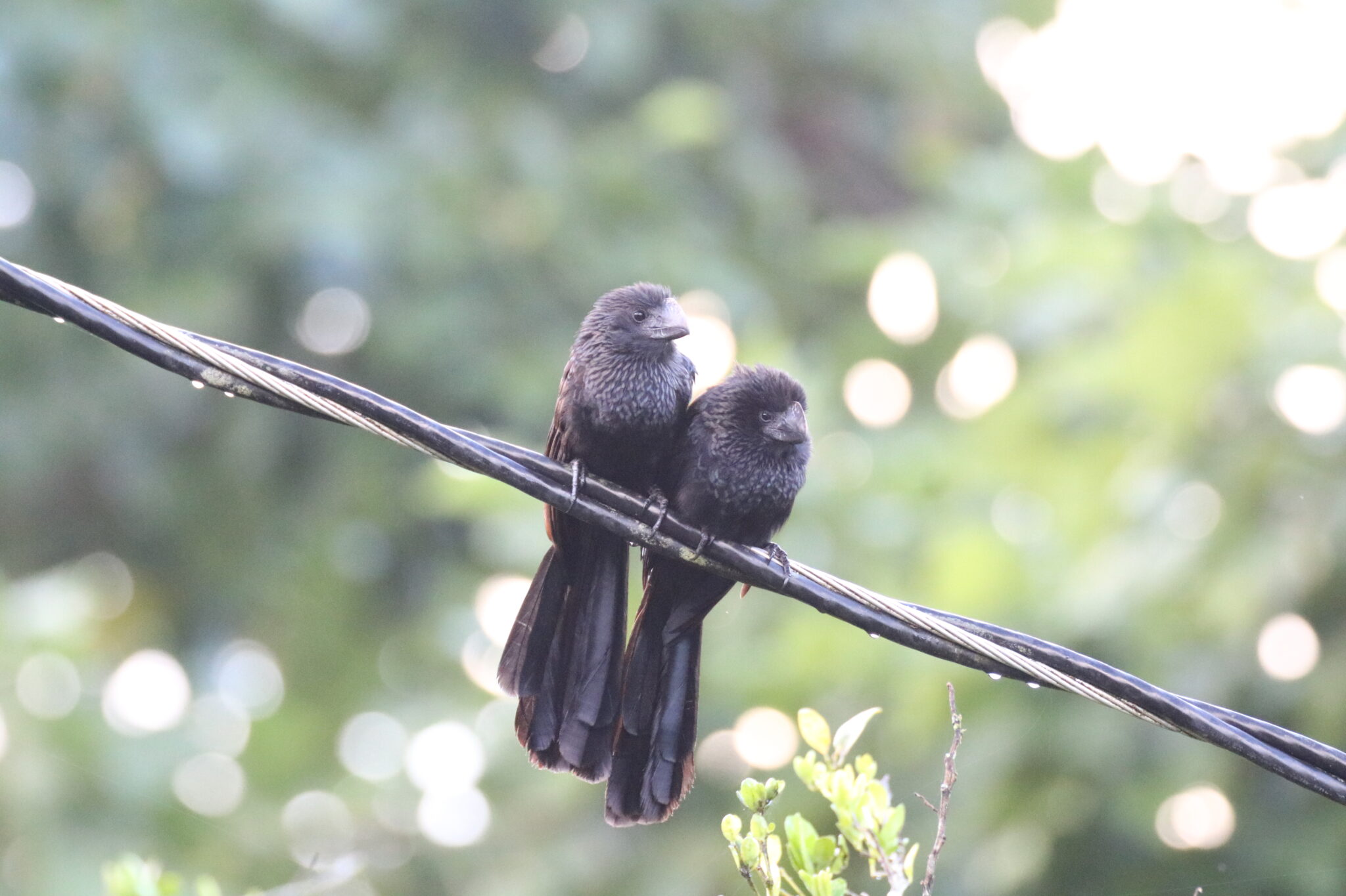 Smooth-billed Anis | Great Bird Pics