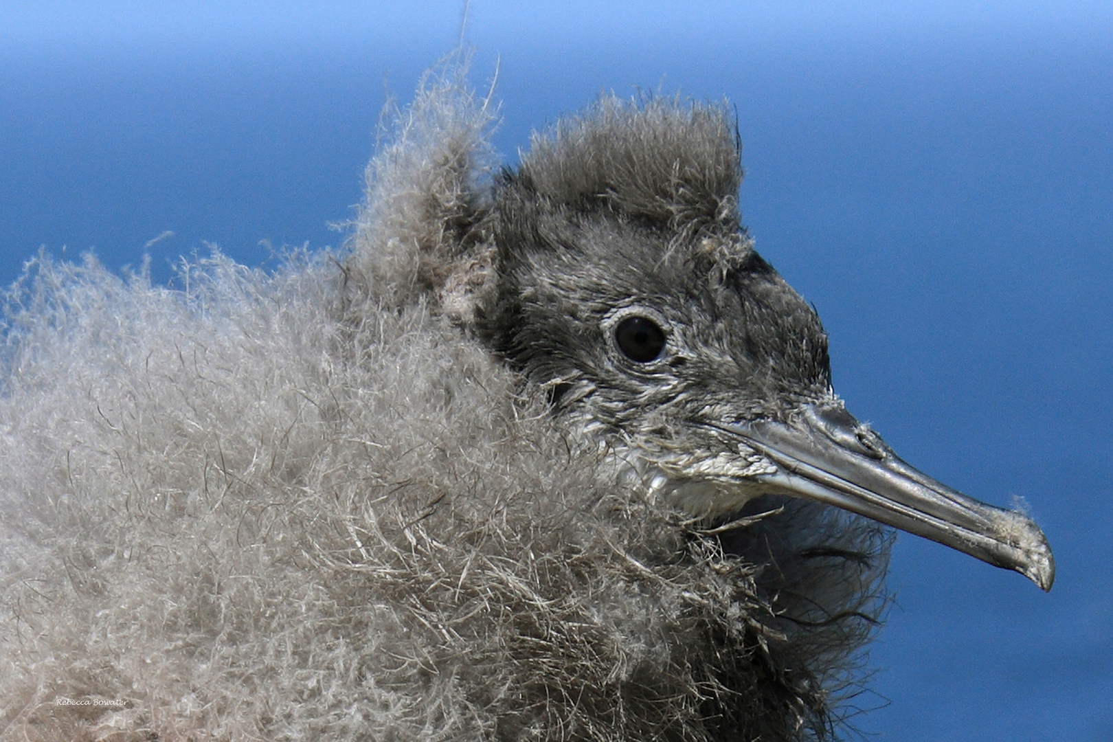 Hutton’s Shearwater | Great Bird Pics