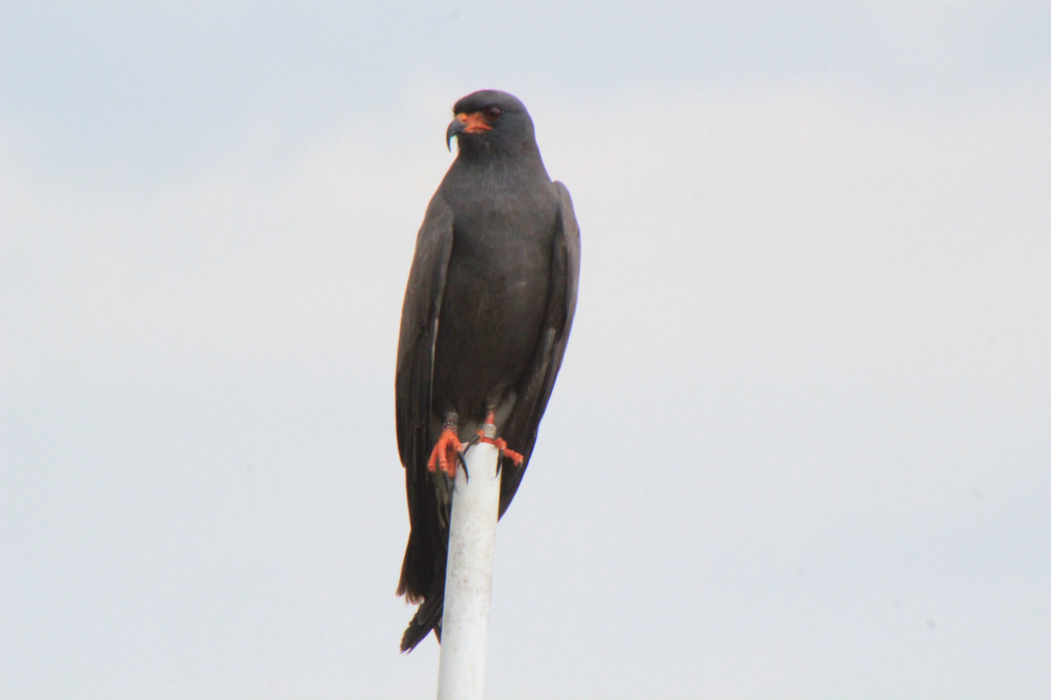 snail kite | Great Bird Pics