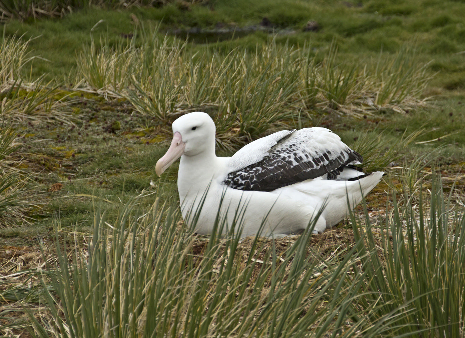 Wandering Albatross | Great Bird Pics