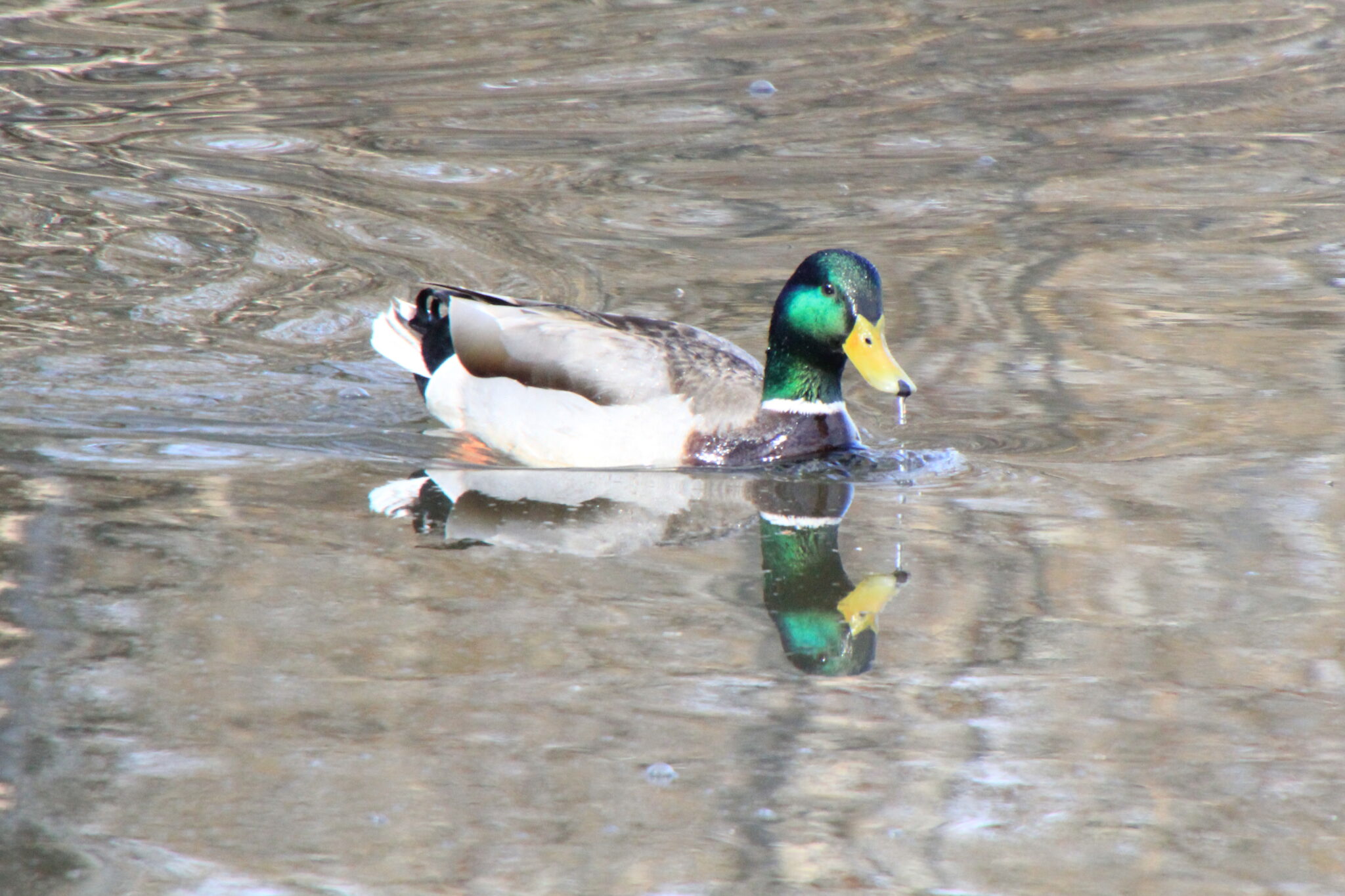mallard | Great Bird Pics