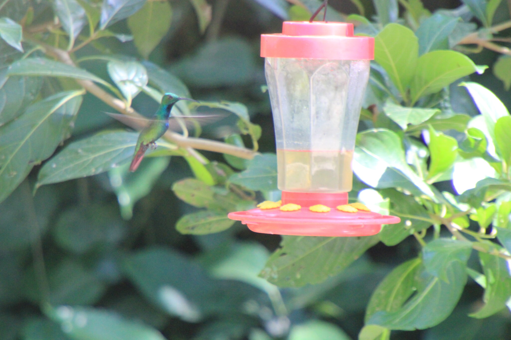 Green-breasted Mango | Great Bird Pics