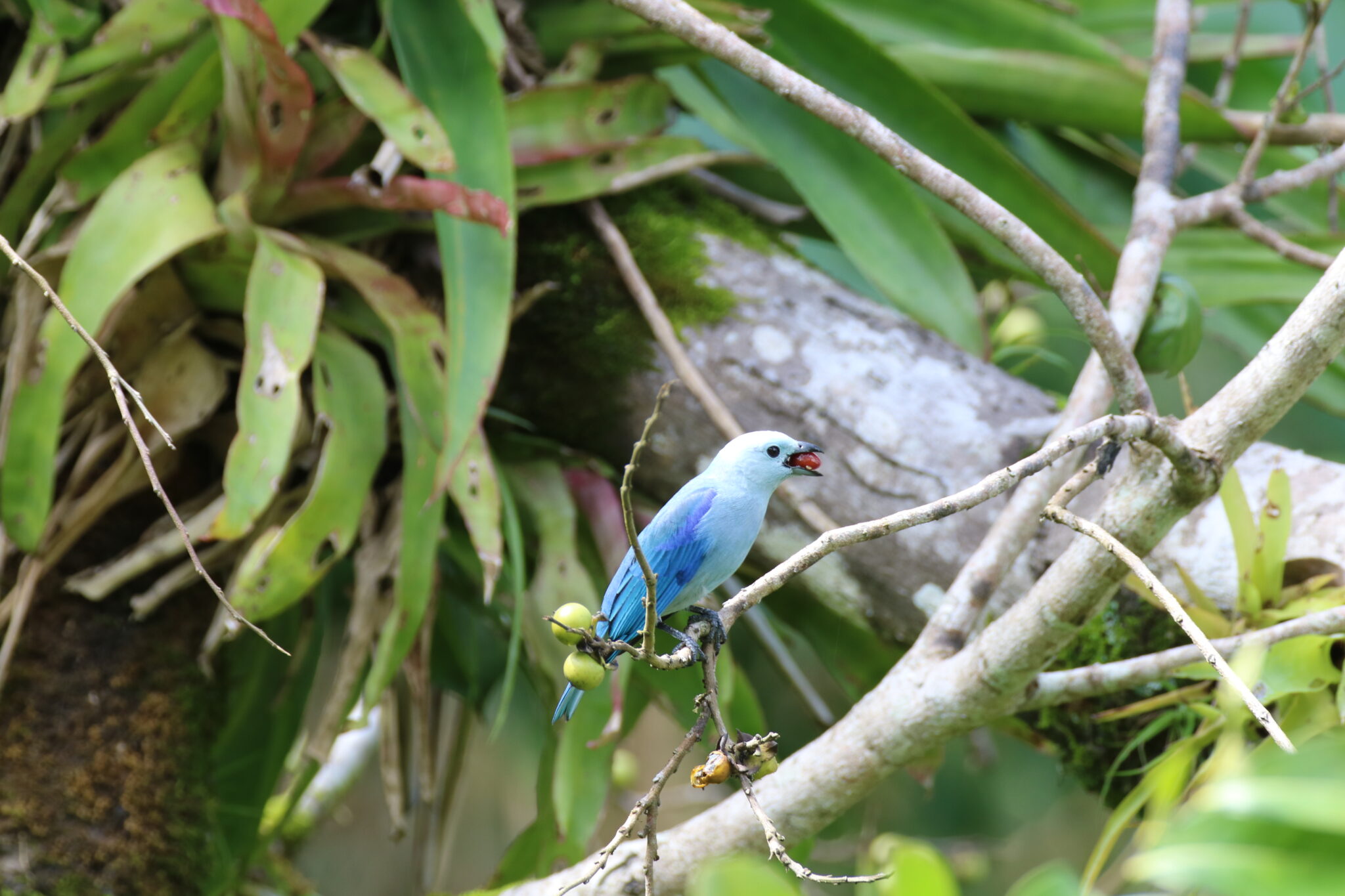 Blue-gray Tanager | Great Bird Pics