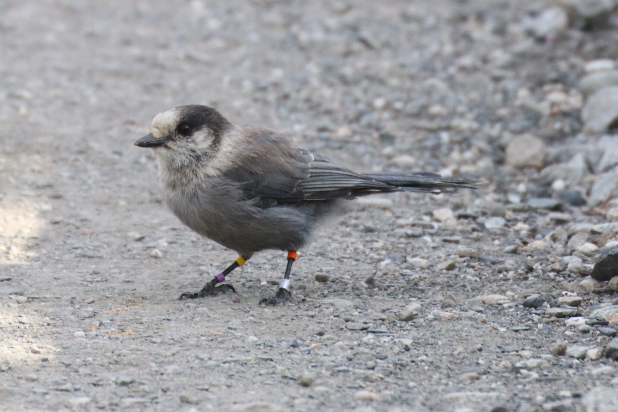 Canada Jay | Great Bird Pics
