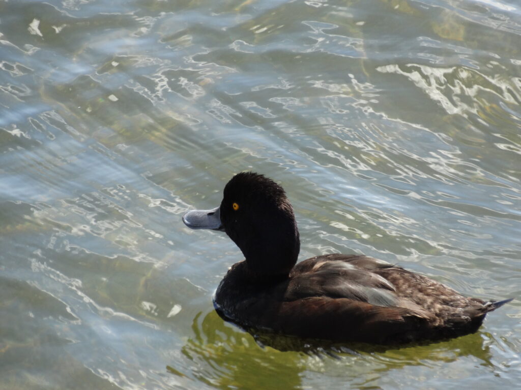 New Zealand Scaup | Great Bird Pics