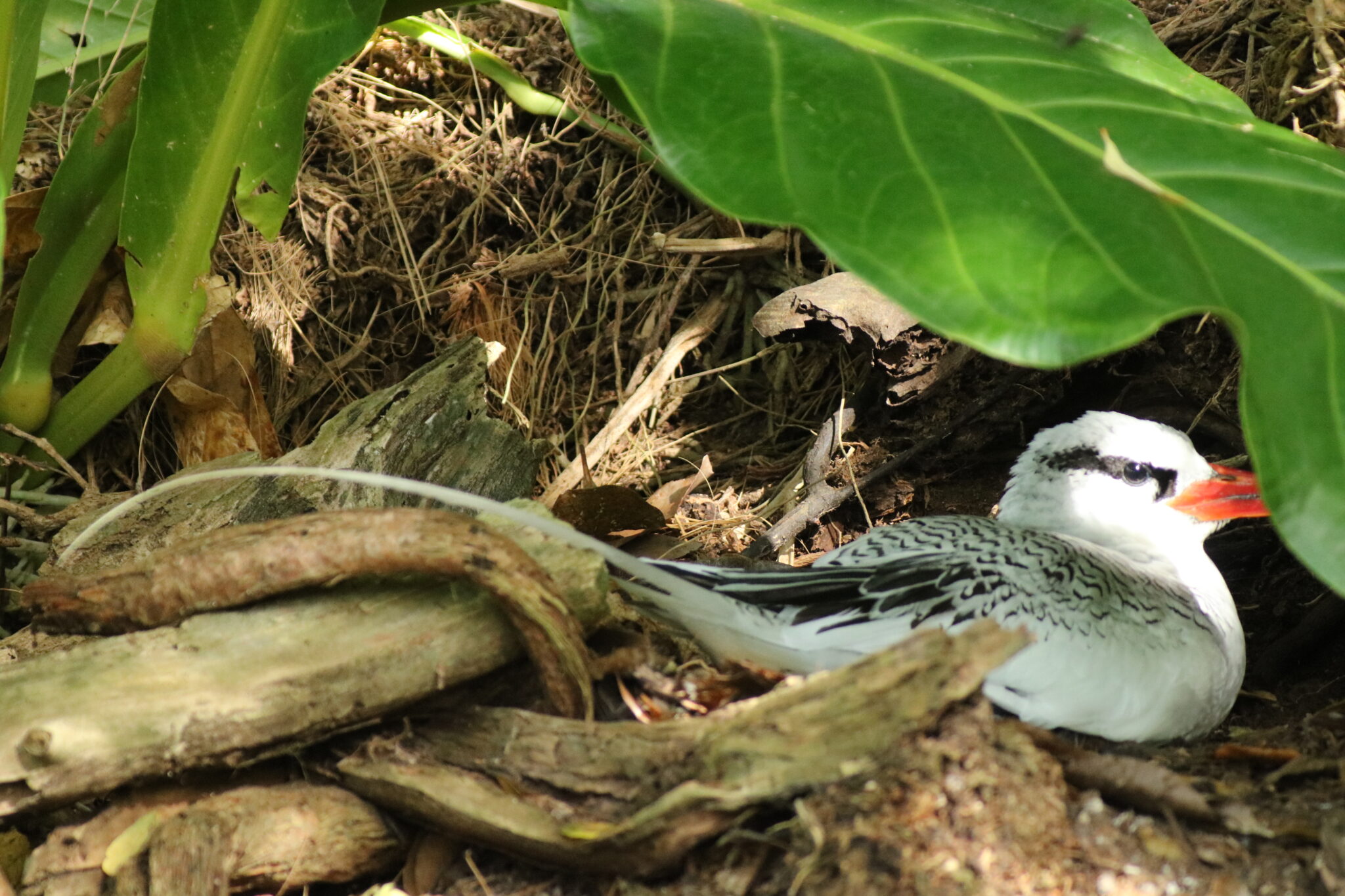 Red-billed Tropicbird | Great Bird Pics