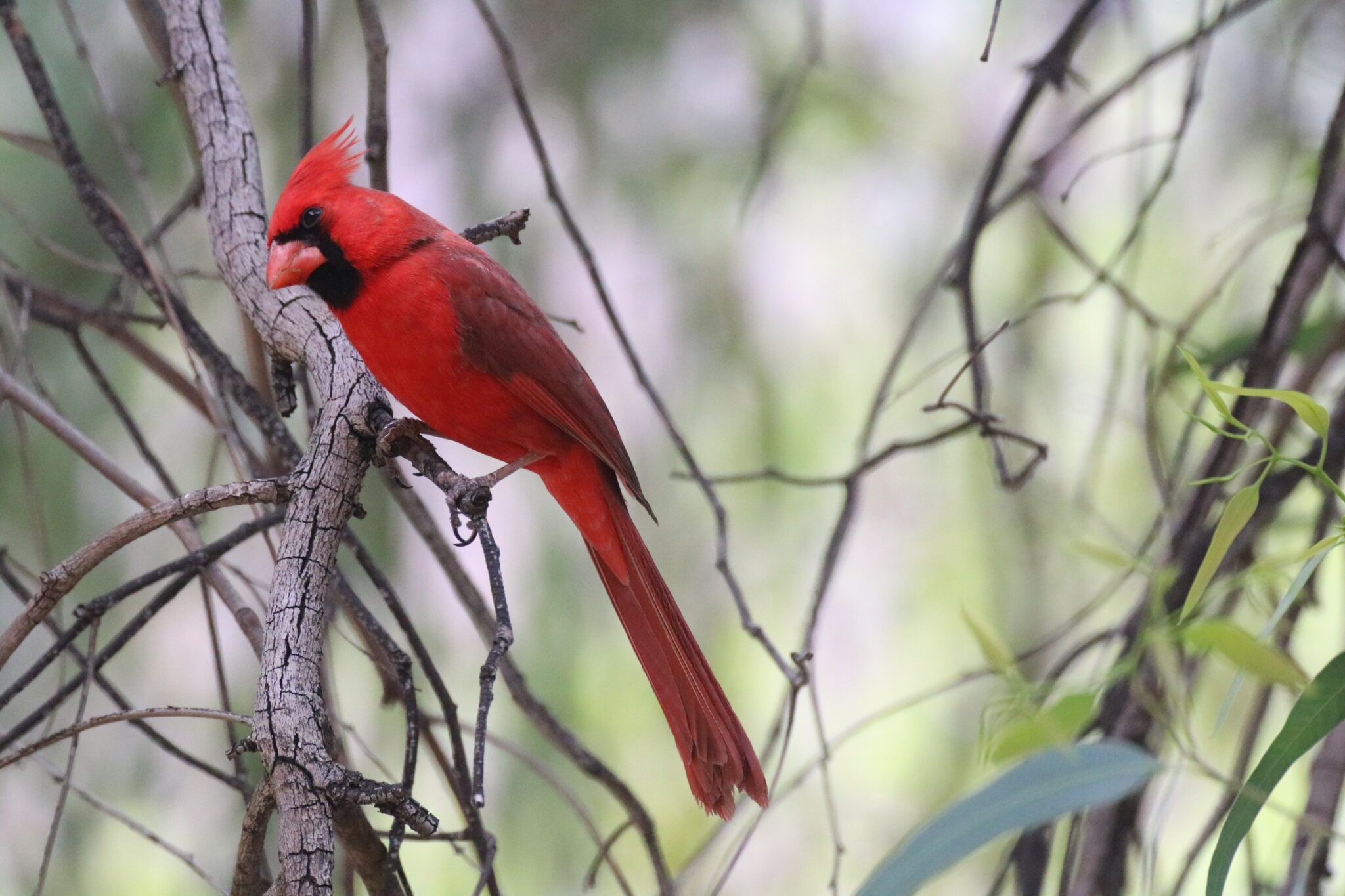 Northern Cardinal | Great Bird Pics