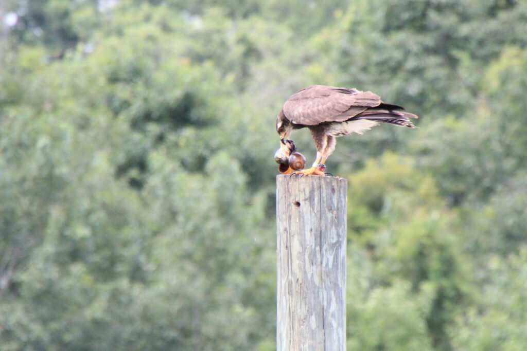 snail kite eating snail | Great Bird Pics