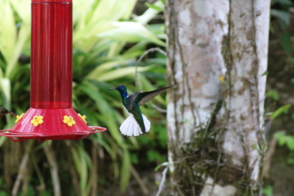 White-necked Jacobin | Great Bird Pics