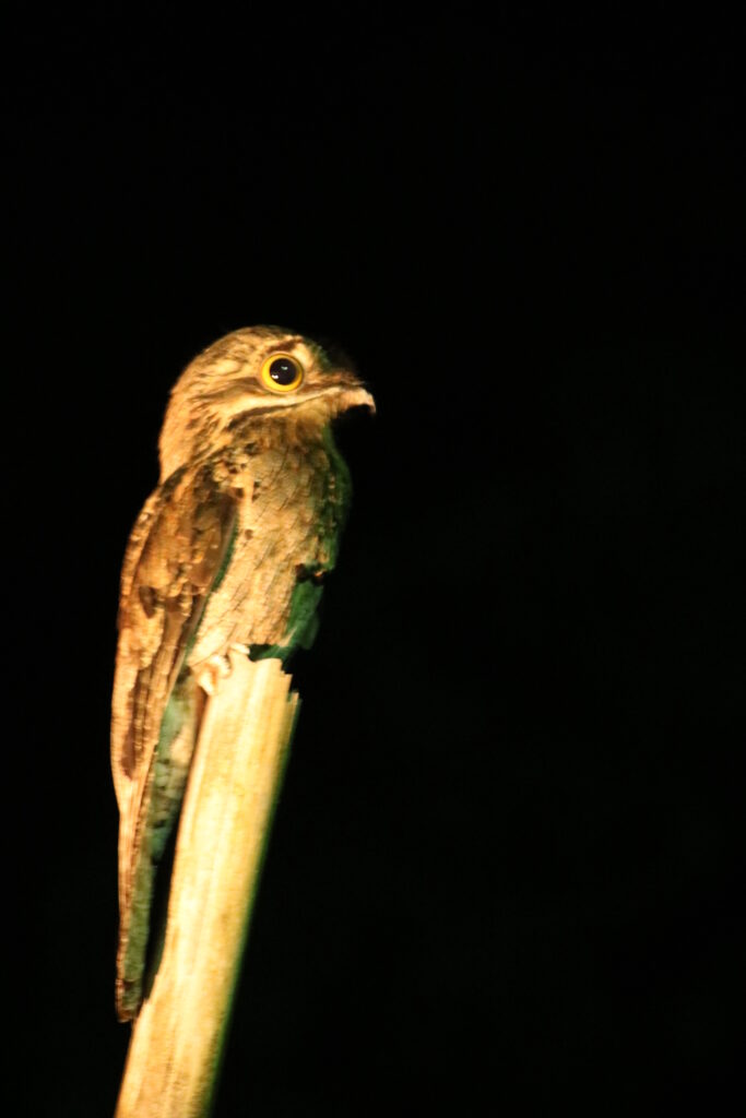 Common Potoo | Great Bird Pics