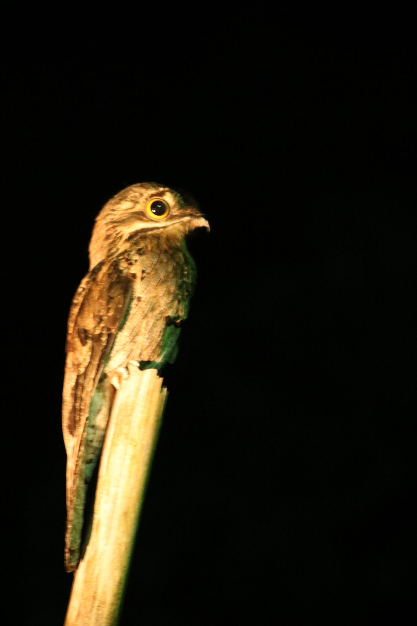 Common Potoo | Great Bird Pics