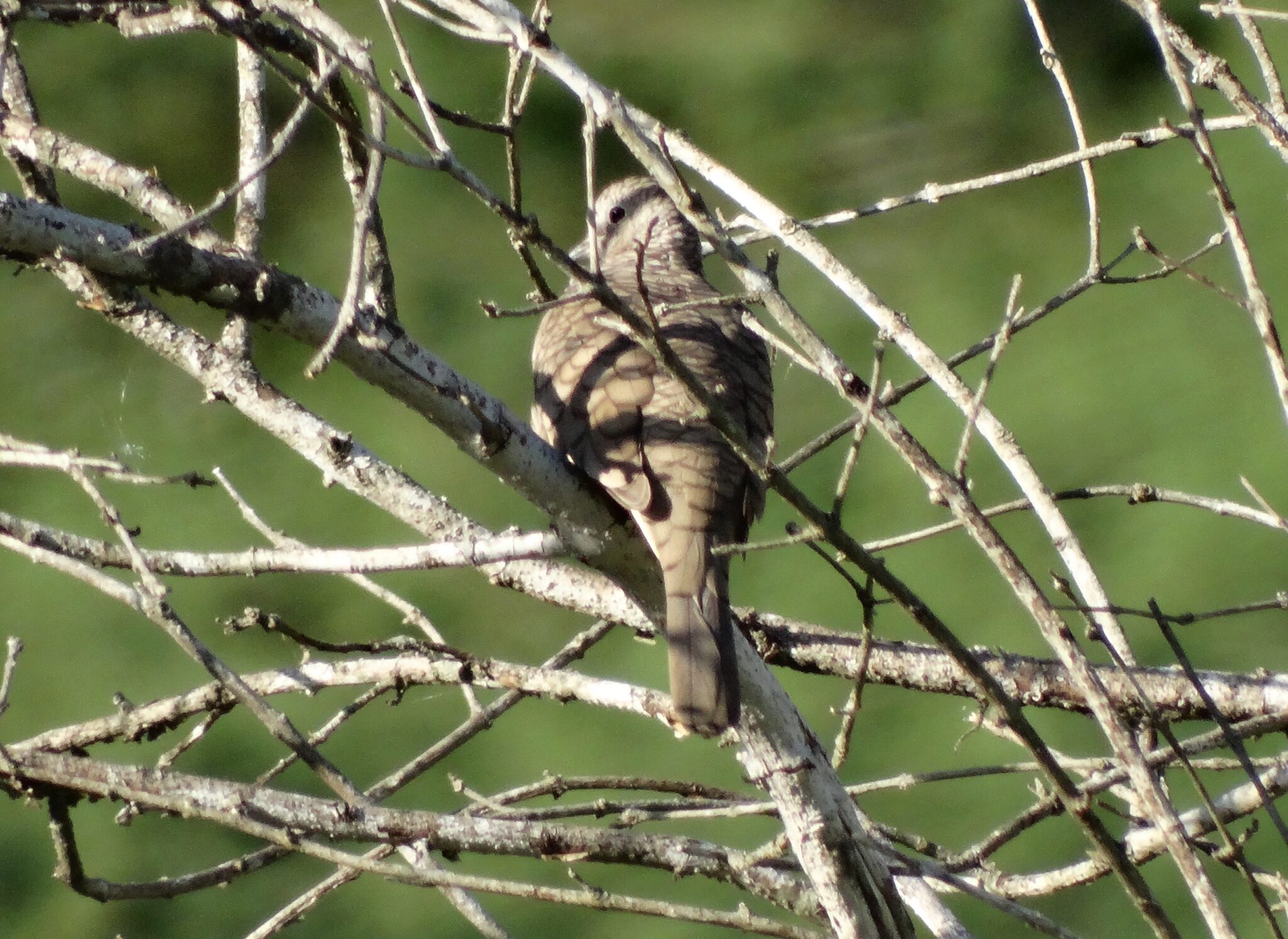 Inca Dove | Great Bird Pics
