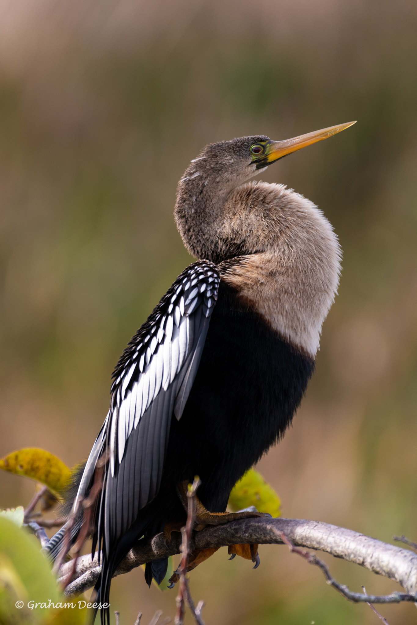 Anhinga | Great Bird Pics
