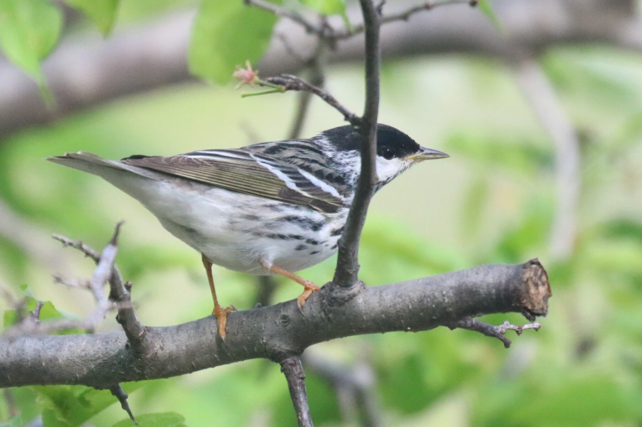 Blackpoll Warbler | Great Bird Pics