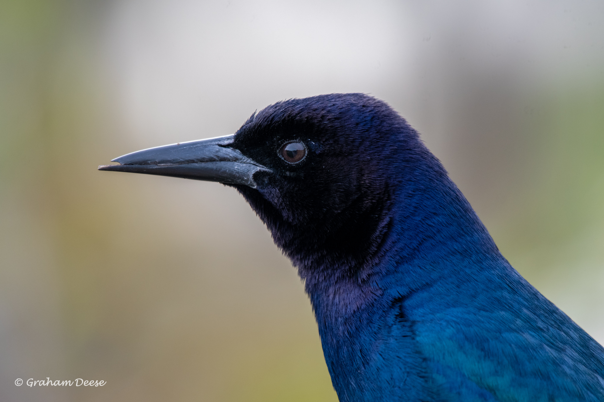 Boat-tailed Grackle | Great Bird Pics