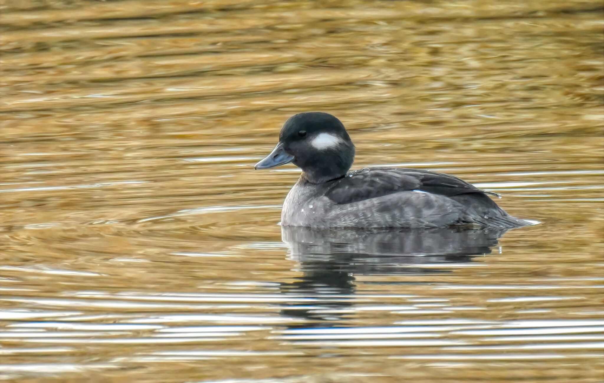 Bufflehead | Great Bird Pics