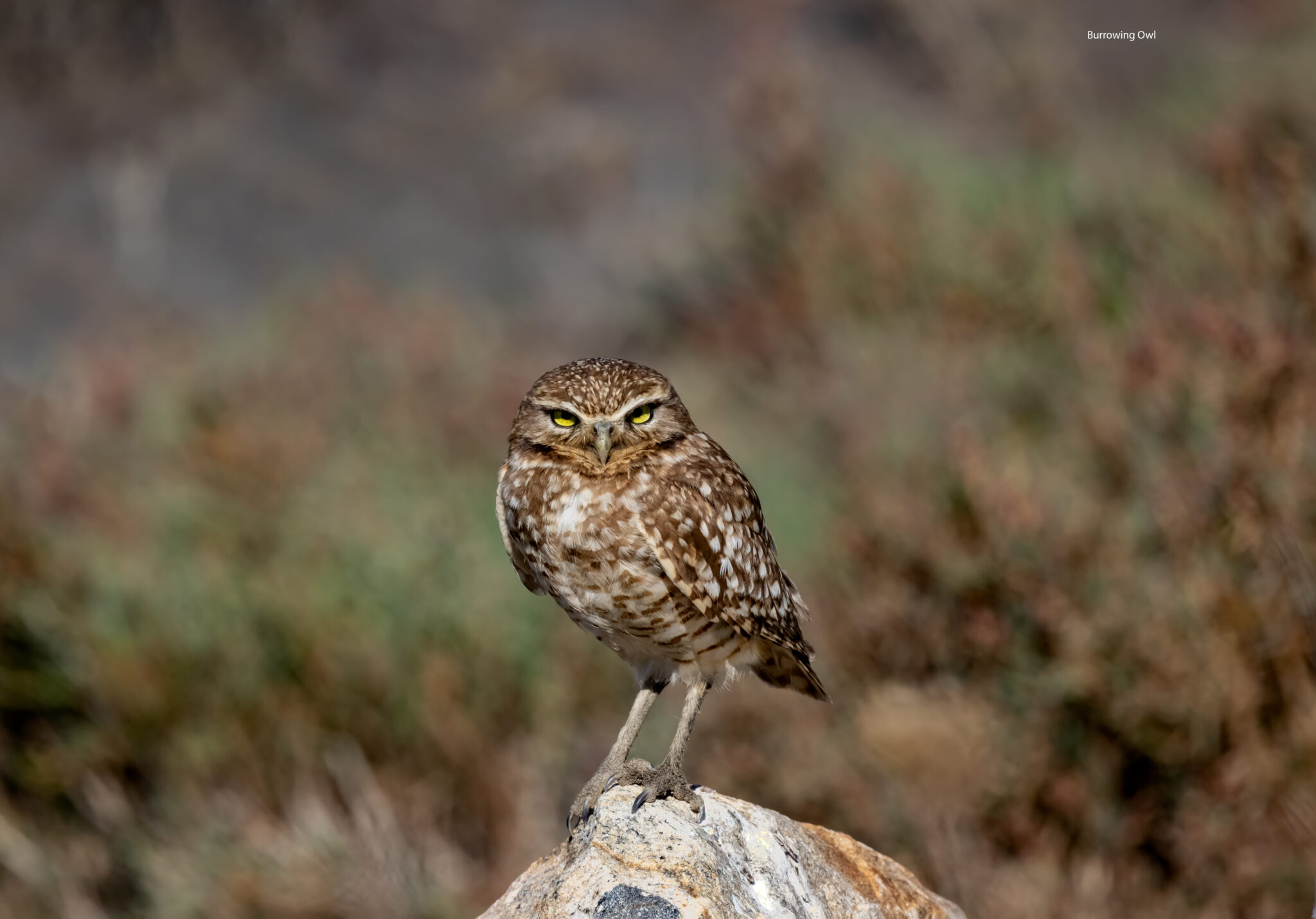 Another view of the Burrowing Owl | Great Bird Pics
