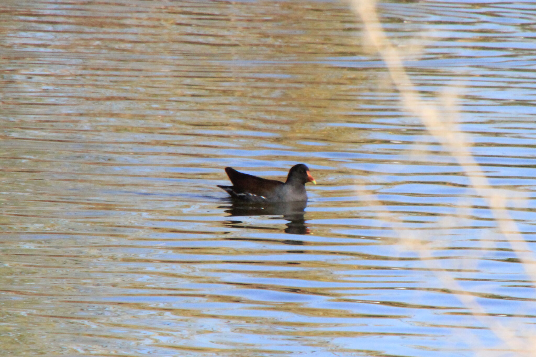 common gallinule | Great Bird Pics