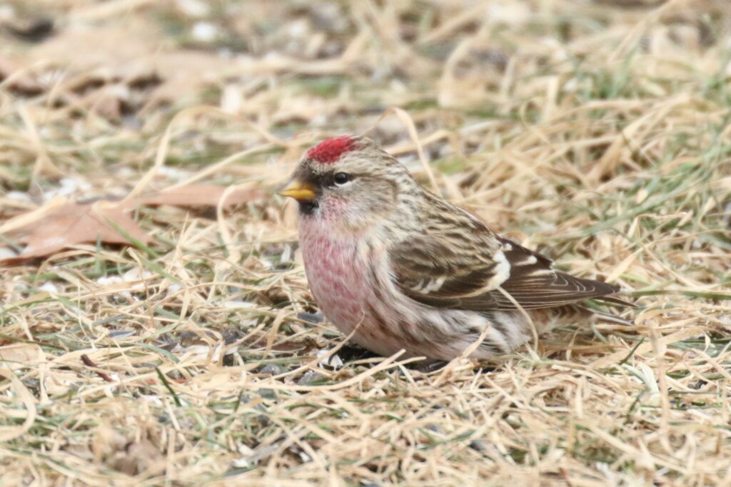 Common Redpoll | Great Bird Pics