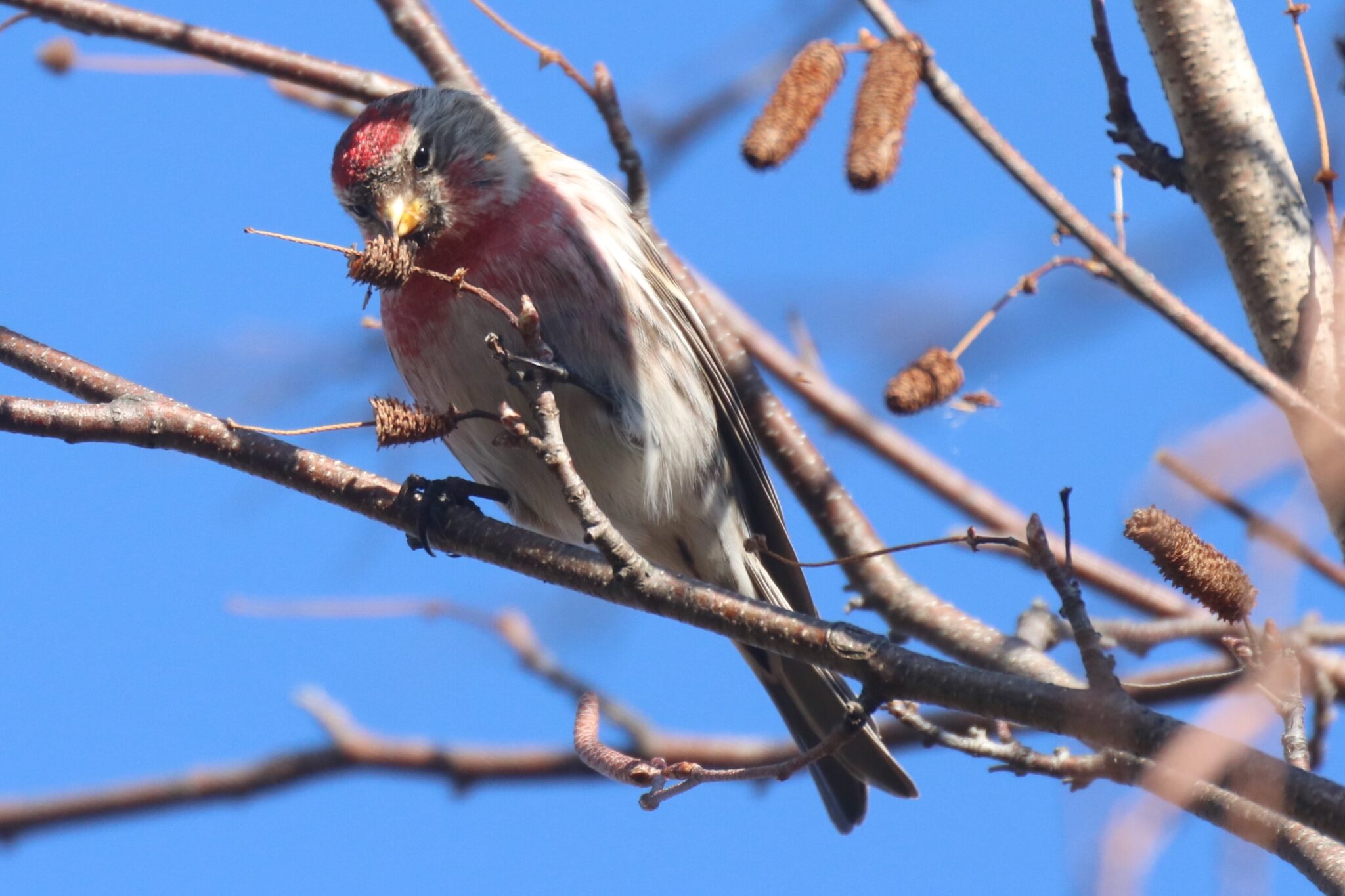 Common Redpoll | Great Bird Pics