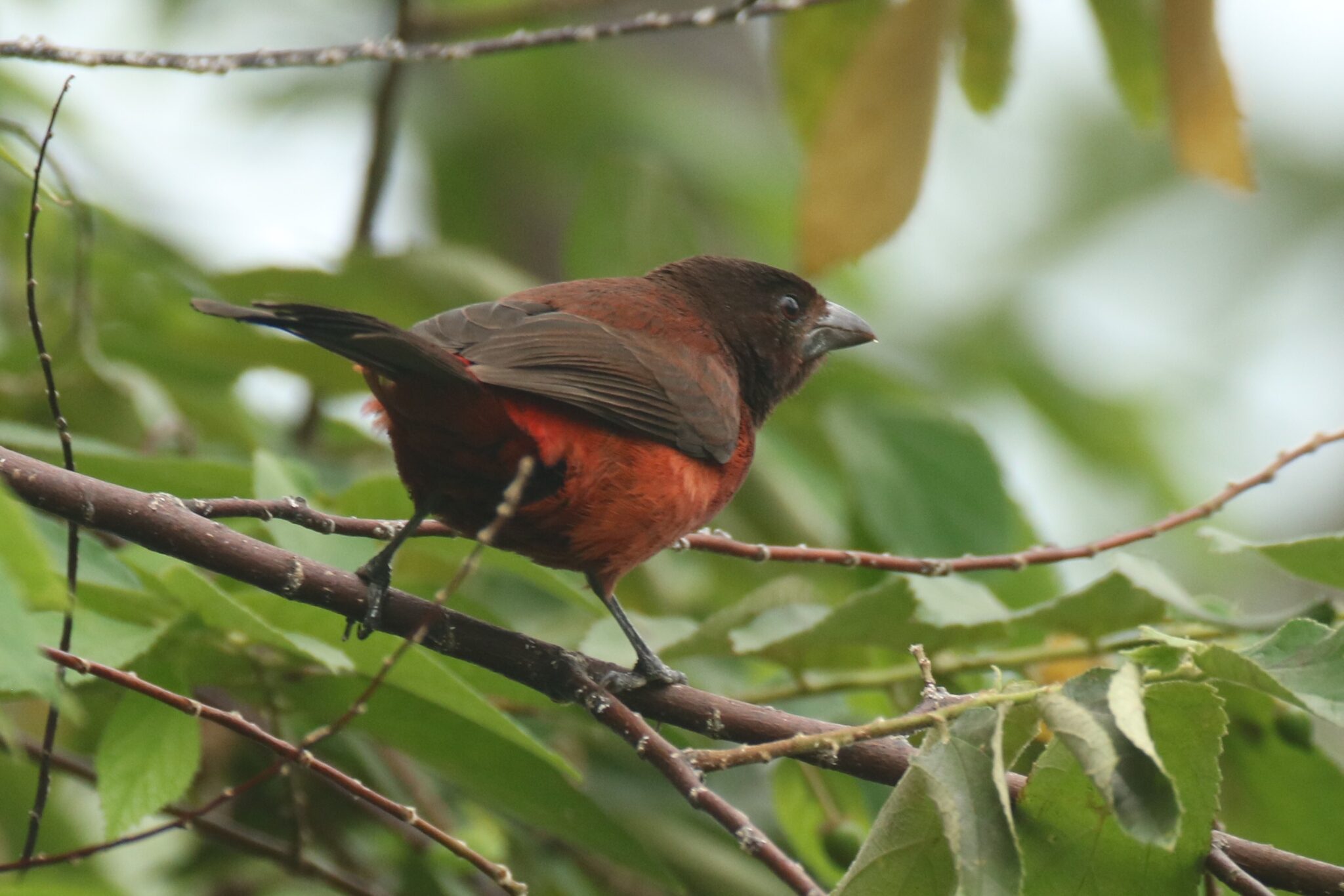 Crimson-backed Tanger | Great Bird Pics
