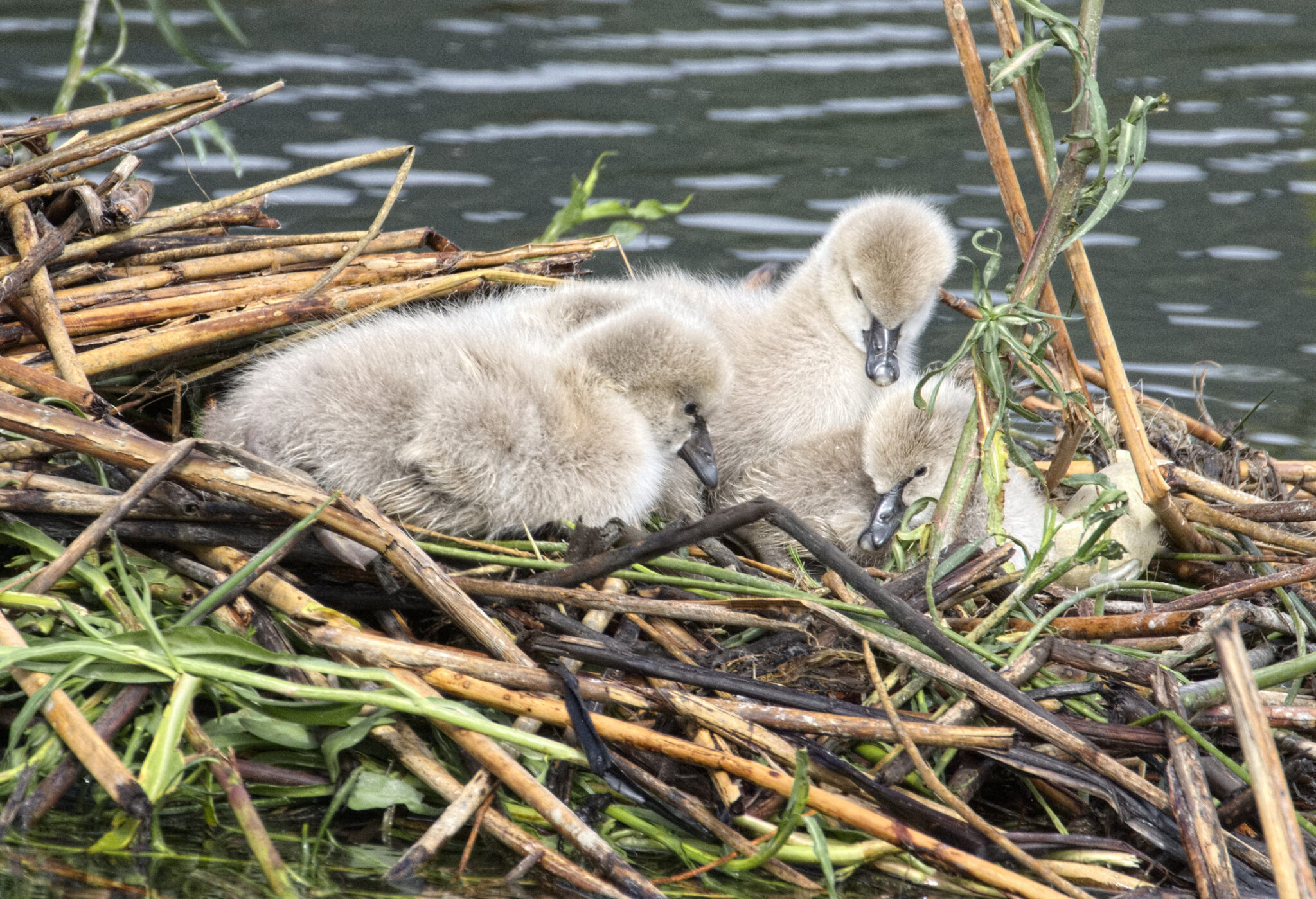 Black Swan Cygnets | Great Bird Pics