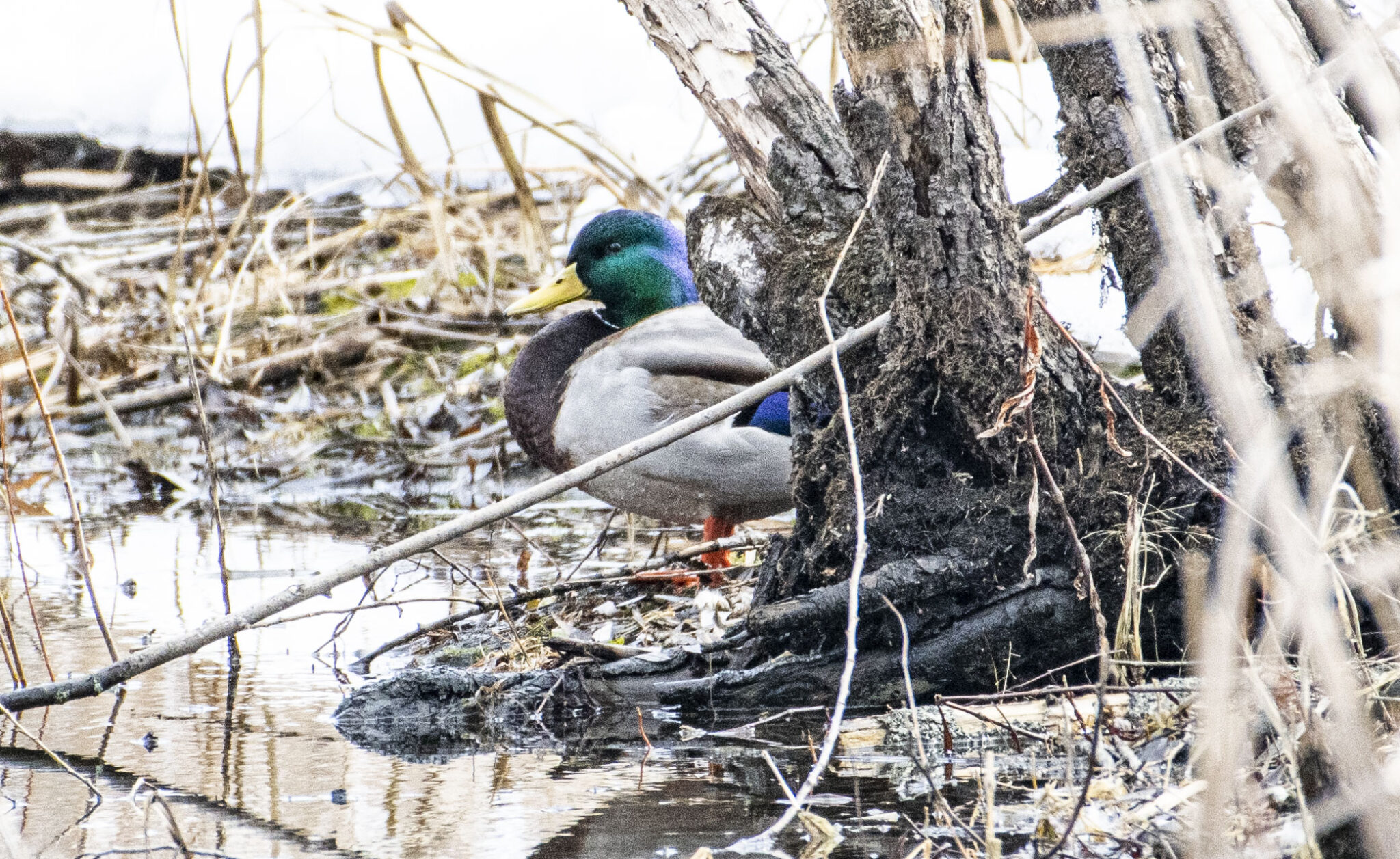 Mallard in the Sun | Great Bird Pics