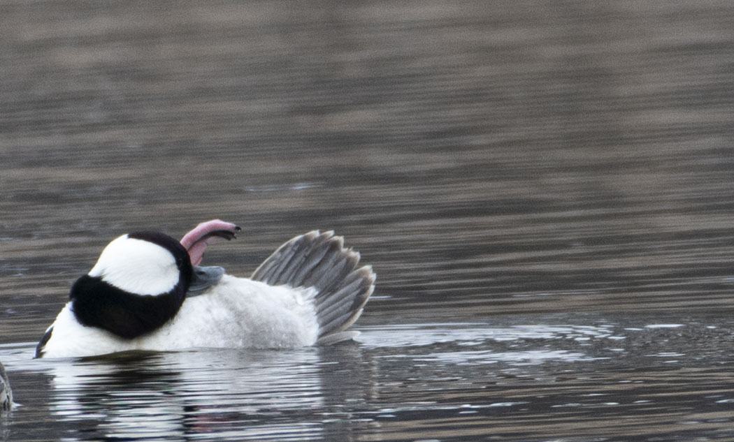 Preening on a nice Spring day | Great Bird Pics