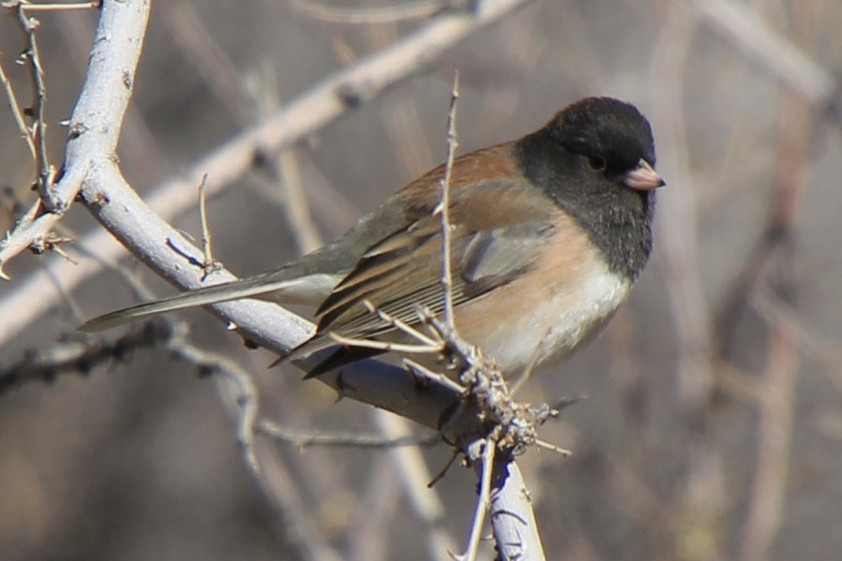dark-eyed junco | Great Bird Pics