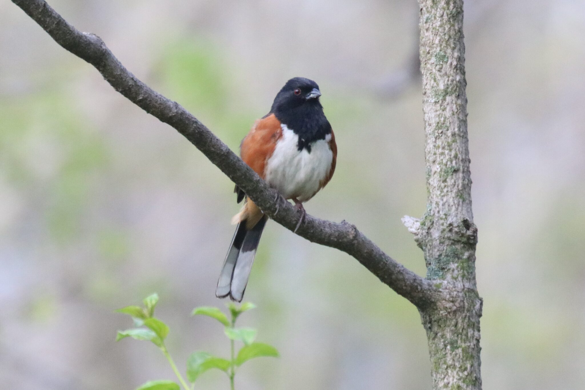 Eastern Towhee | Great Bird Pics