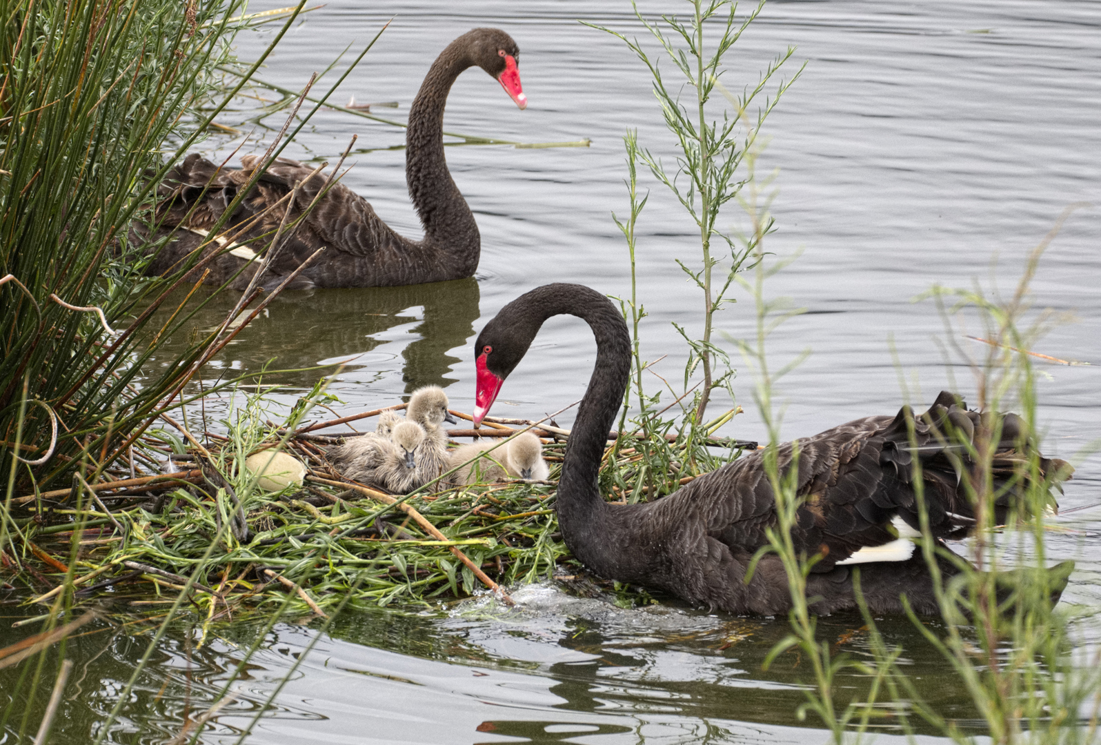 Black Swans at their Nest | Great Bird Pics
