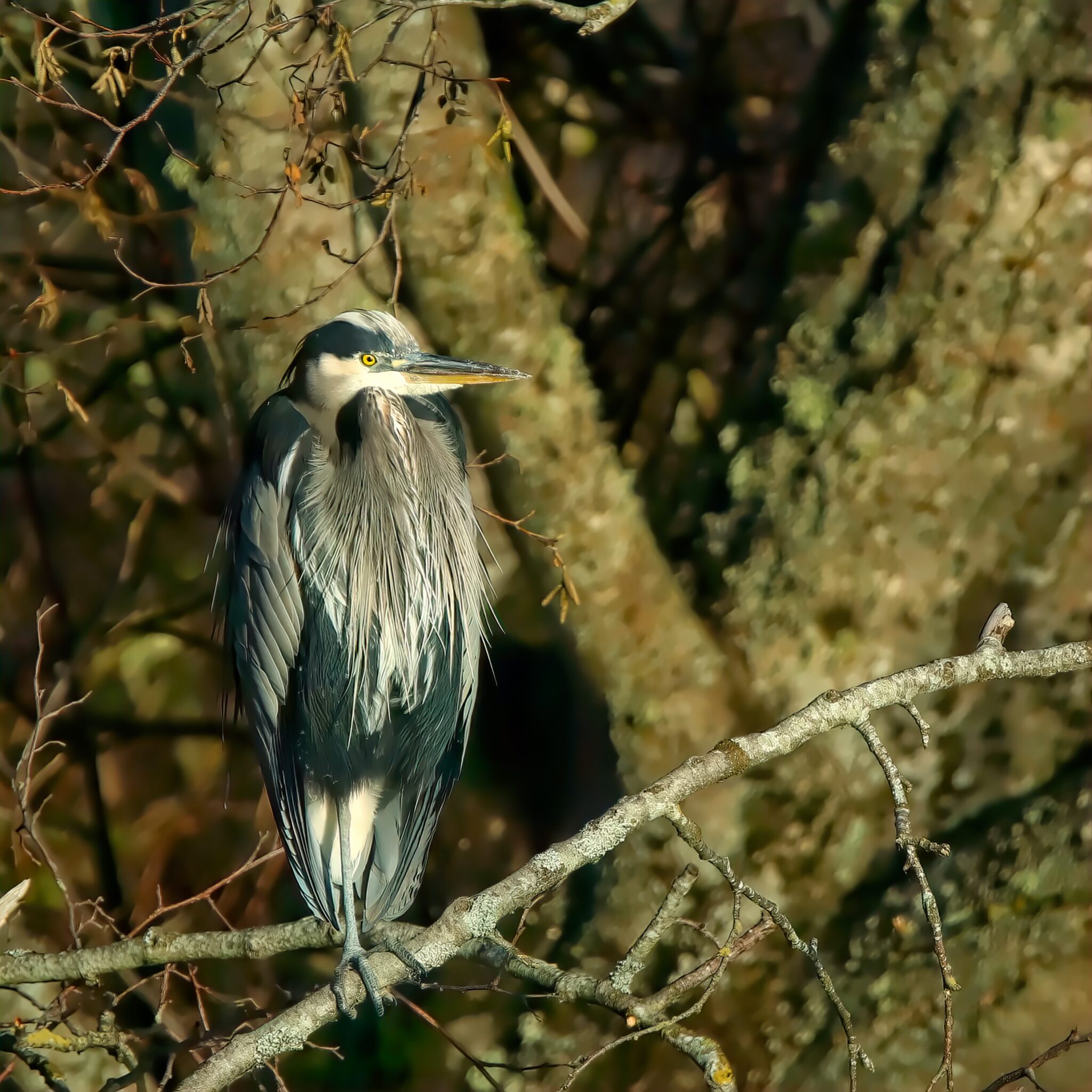 Great Blue Heron | Great Bird Pics