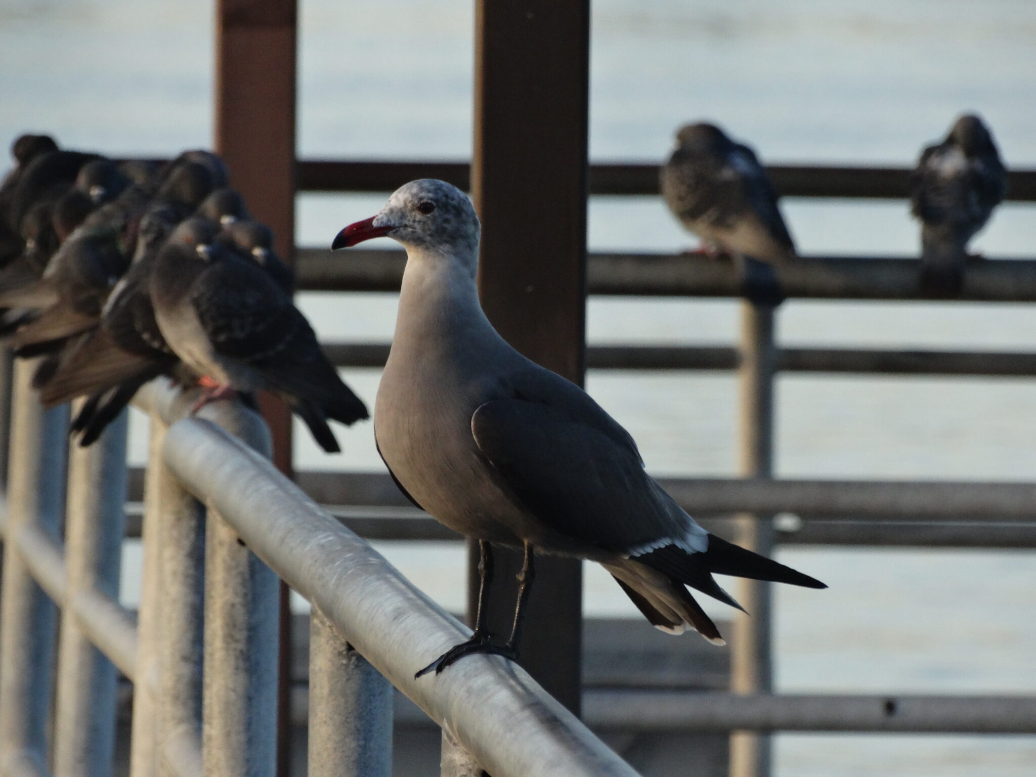 Heermann’s Gull | Great Bird Pics