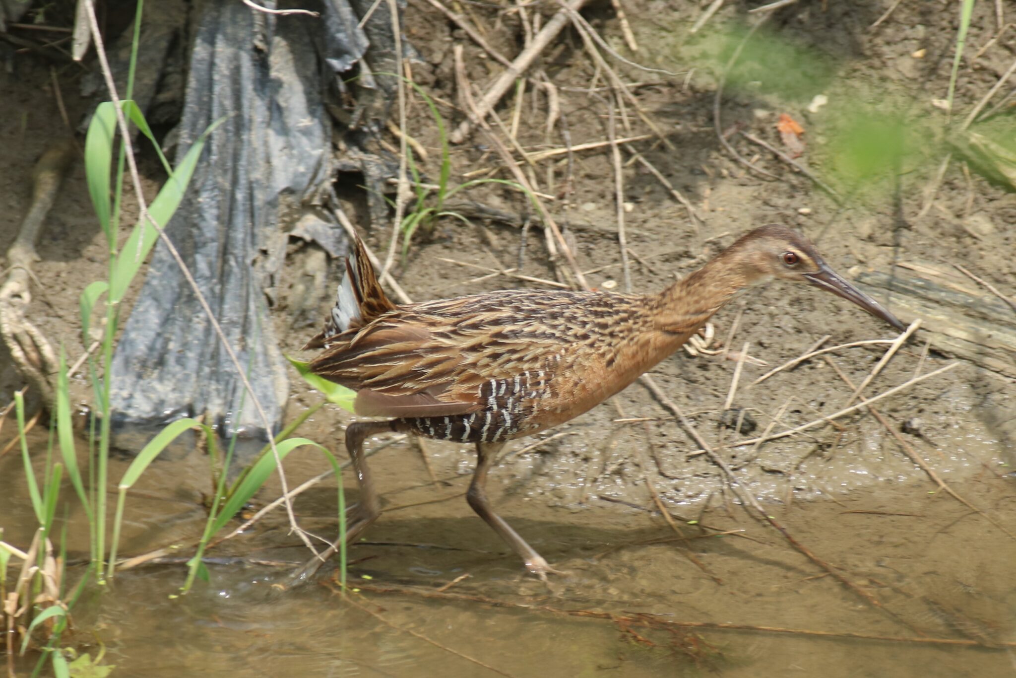 King Rail | Great Bird Pics