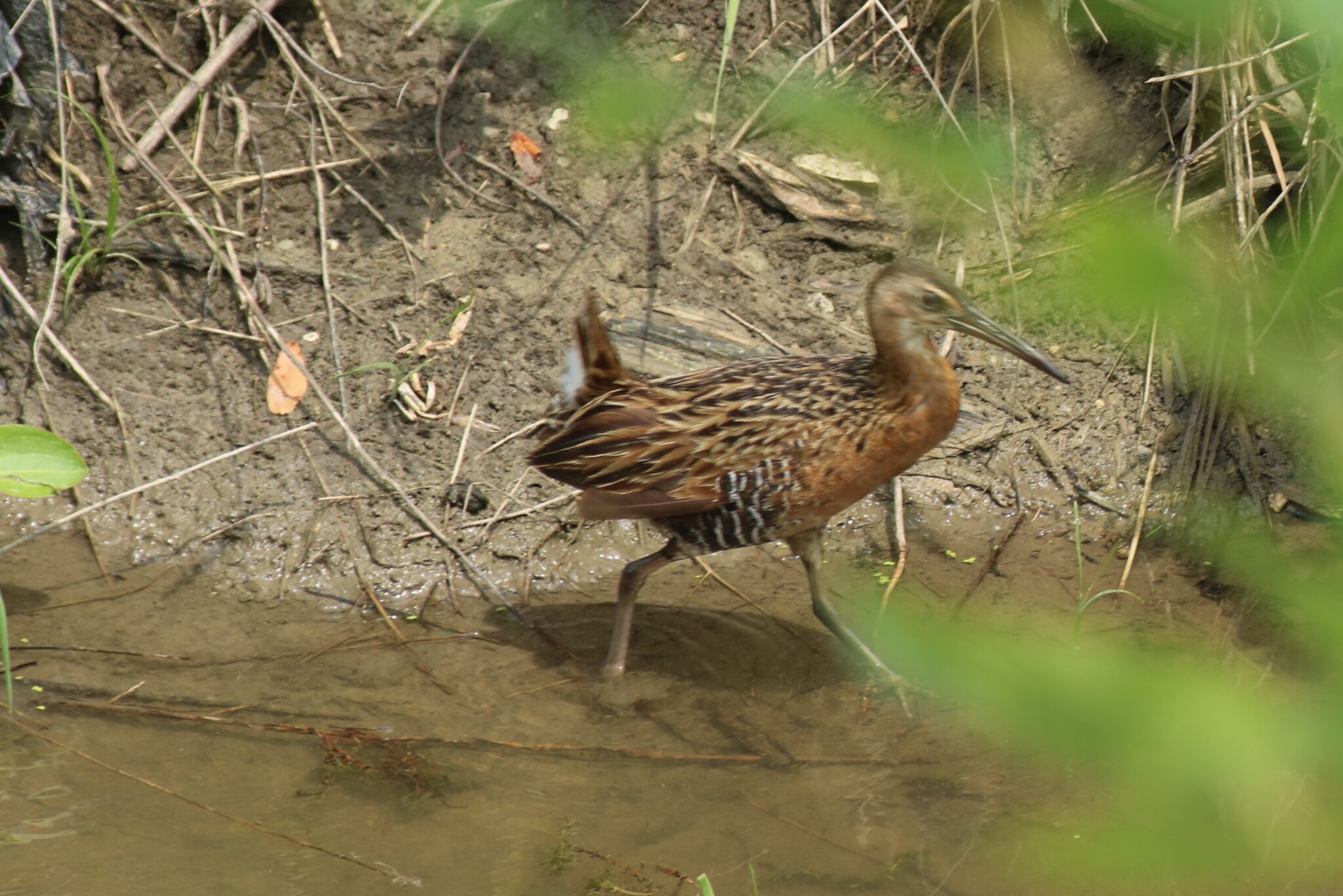 King Rail | Great Bird Pics