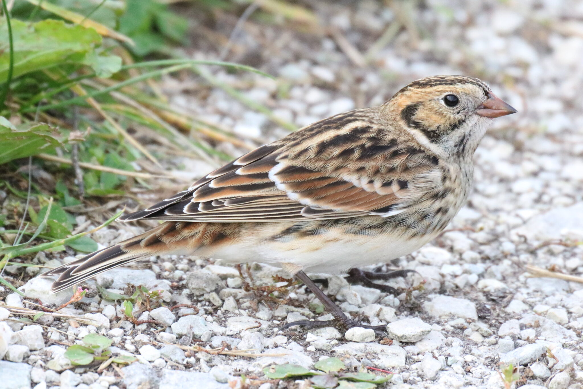 Lapland Longspur | Great Bird Pics