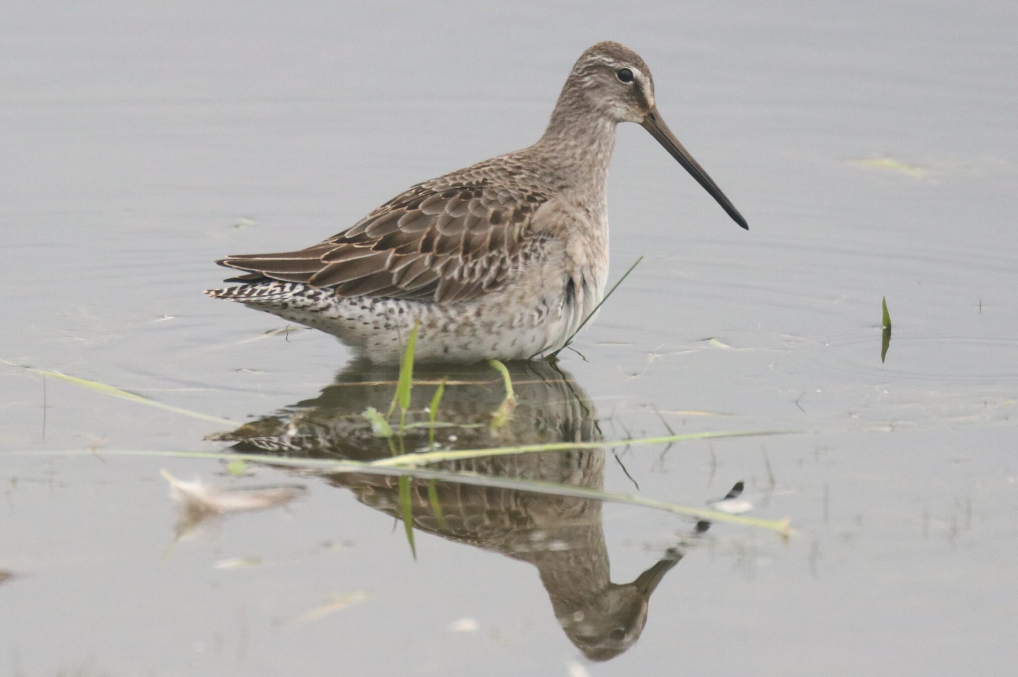 Long-billed dowitcher | Great Bird Pics