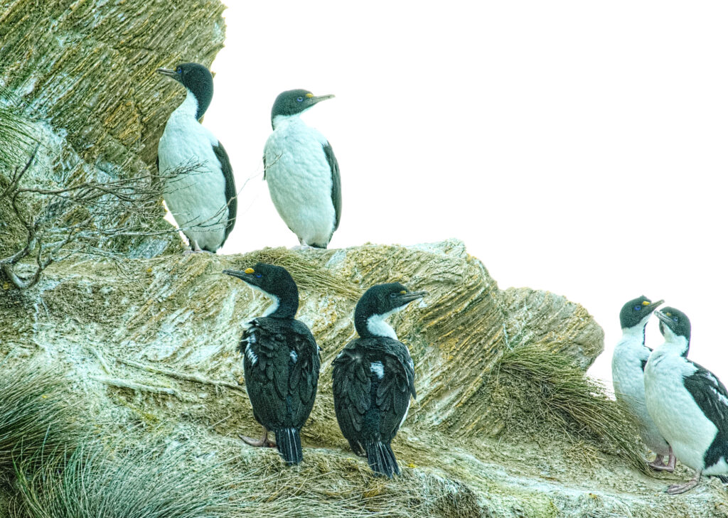 King Shags | Great Bird Pics