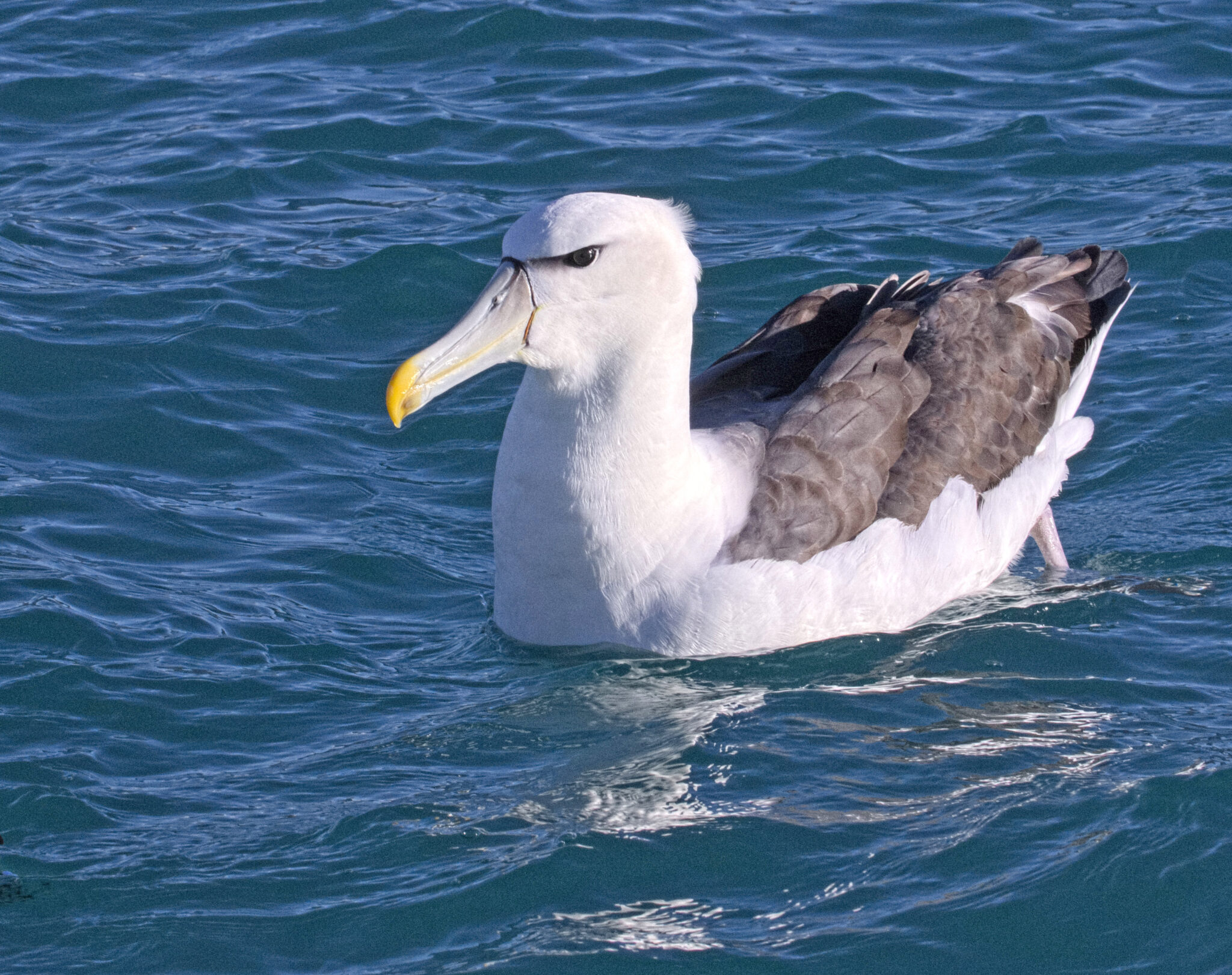 White-capped Albatross | Great Bird Pics