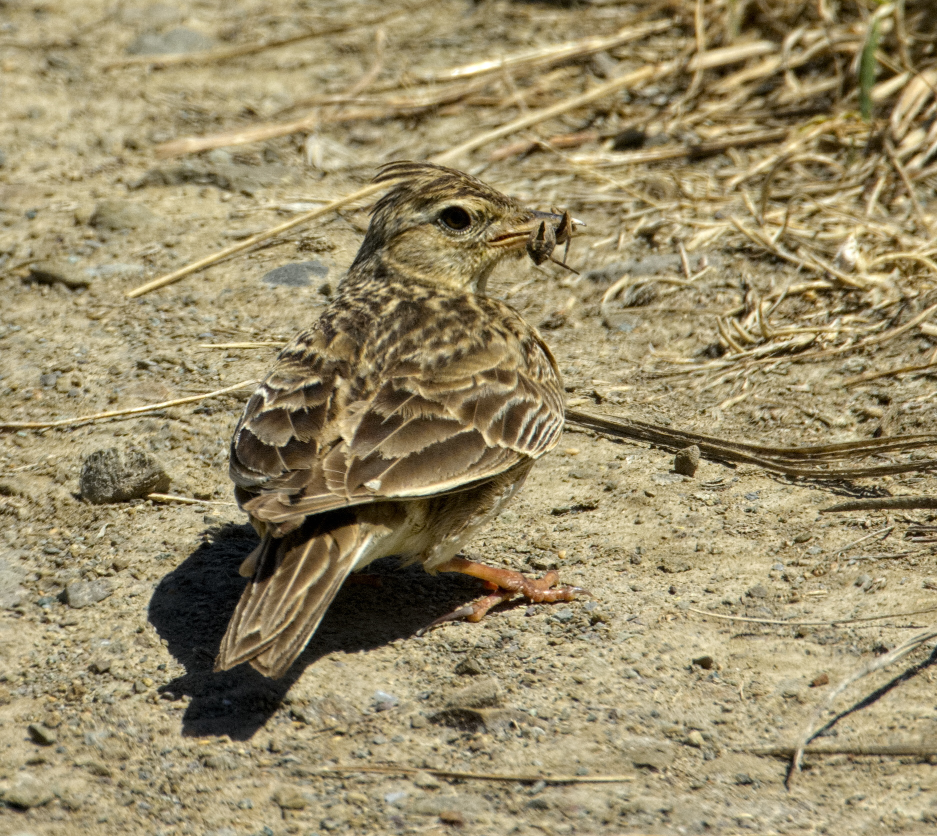 Skylark | Great Bird Pics