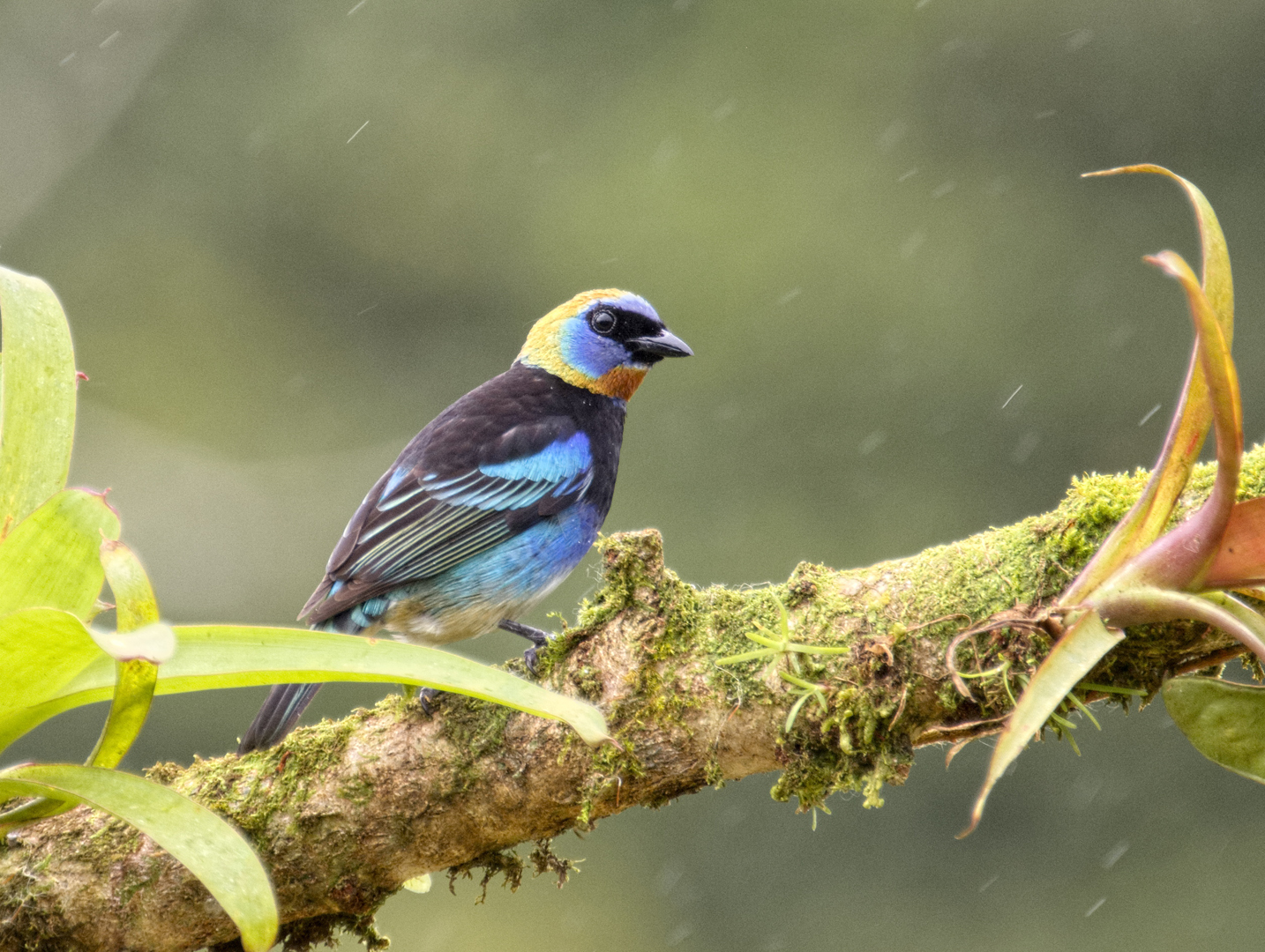 Golden-hooded Tanager | Great Bird Pics