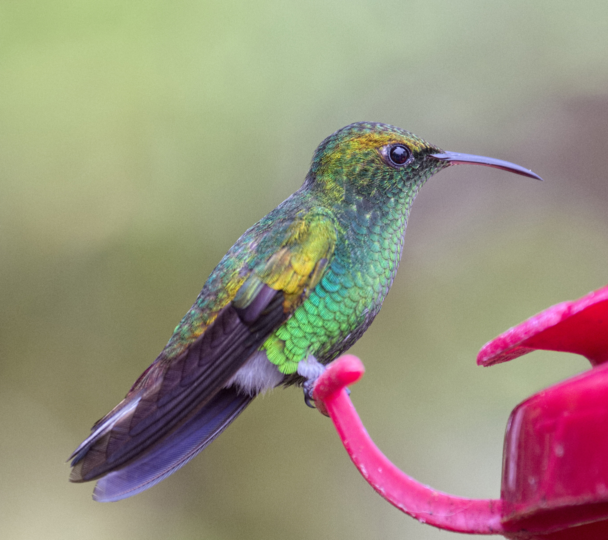 Coppery-headed Emerald [male] | Great Bird Pics