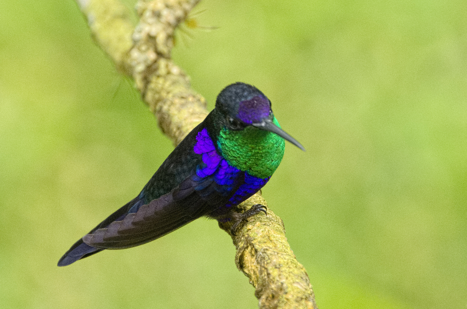 Crowned Woodnymph [male] | Great Bird Pics