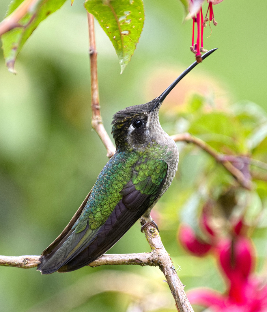 Talamanca Hummingbird | Great Bird Pics
