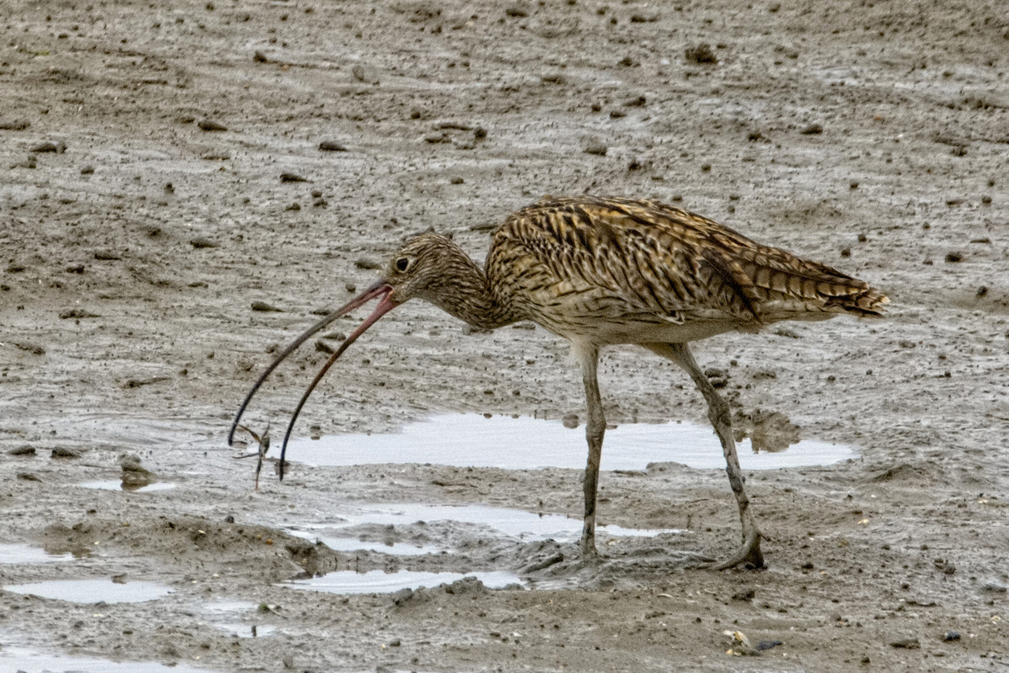 Eastern Curlew | Great Bird Pics
