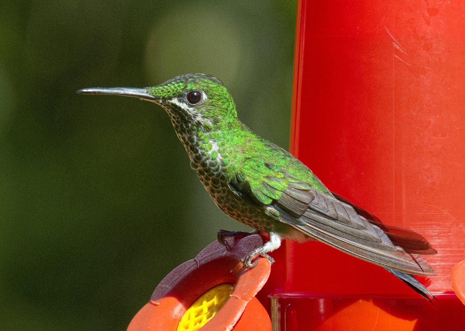 Green-crowned Brilliant [female] | Great Bird Pics