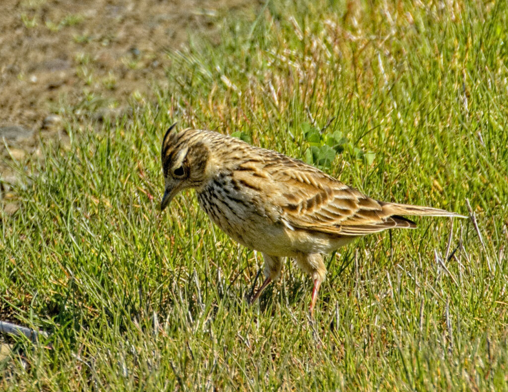 Skylark | Great Bird Pics